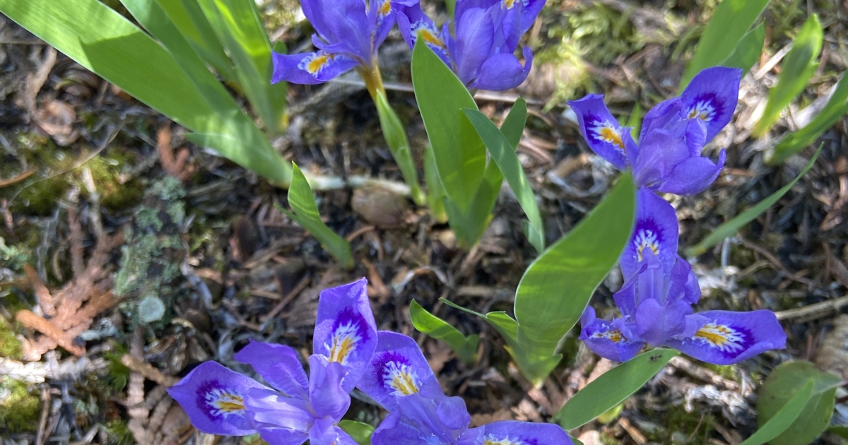 Dwarf Lake Iris (Iris lacustris) | U.S. Fish & Wildlife Service