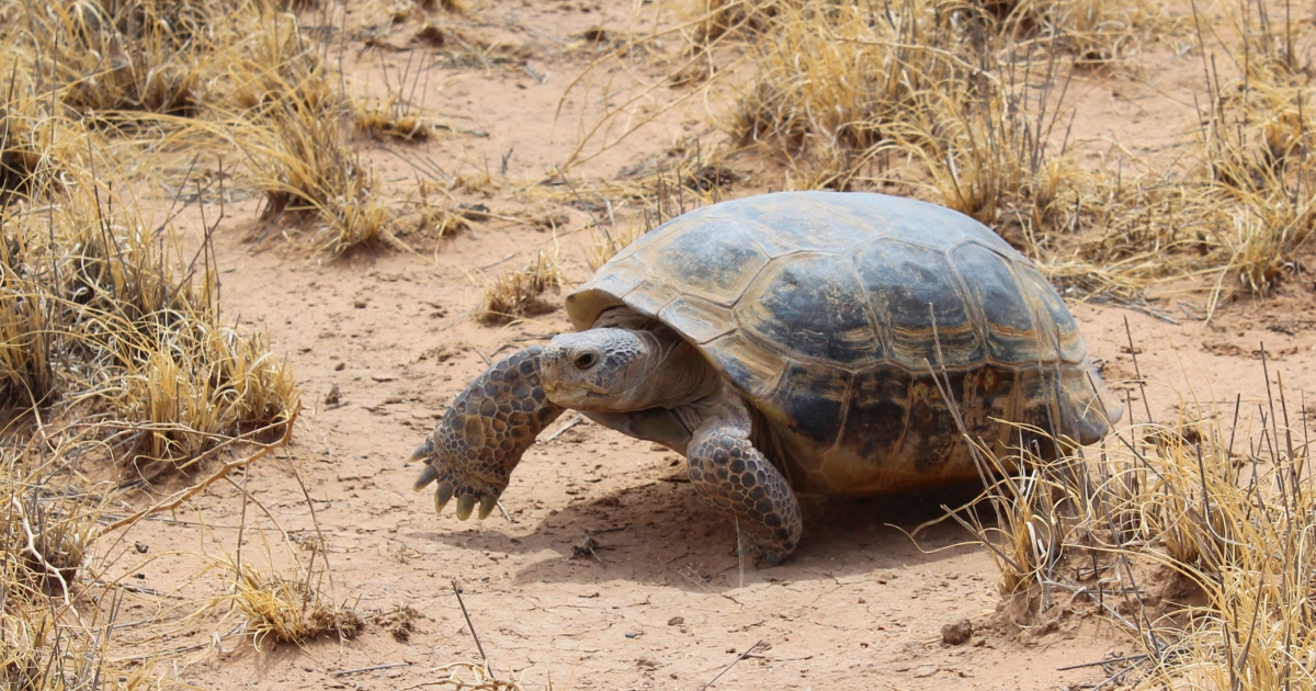 How Gertie the Bolson Tortoise Led Her Species to Recovery: Part One ...
