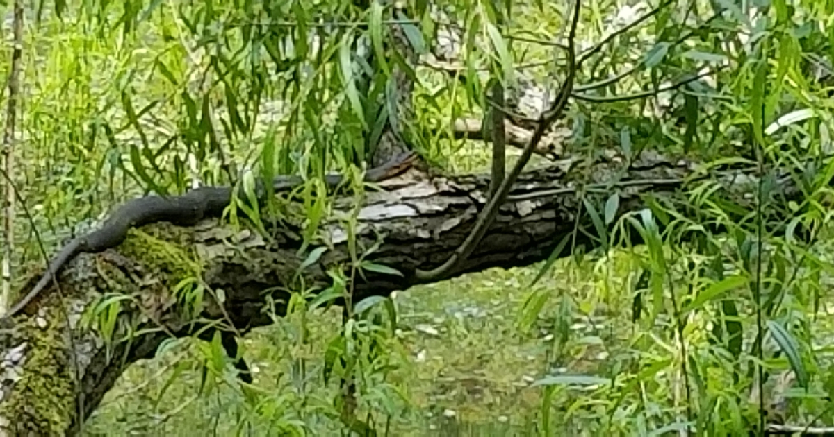 Copperbelly Water Snake (Nerodia erythrogaster neglecta) | U.S. Fish ...