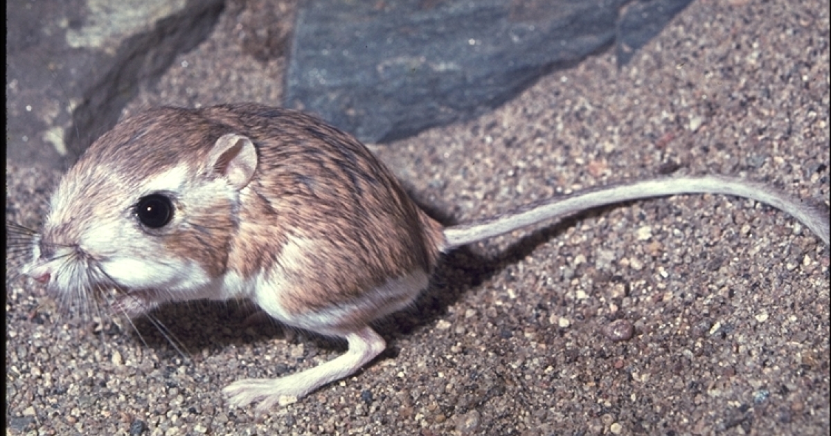 San Bernardino Kangaroo Rat (Dipodomys merriami parvus) | U.S. Fish ...