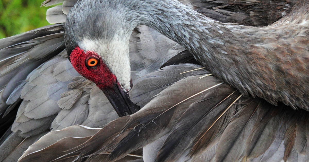 January 2024, Bird of the Month - Sandhill Crane | U.S. Fish & Wildlife ...