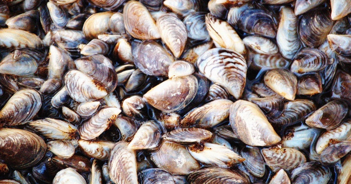 Region 4 Dive Team: Operation Zebra Safari | U.S. Fish & Wildlife Service