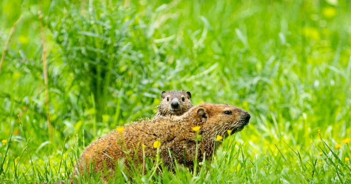 Fun Facts About Groundhogs | U.S. Fish & Wildlife Service