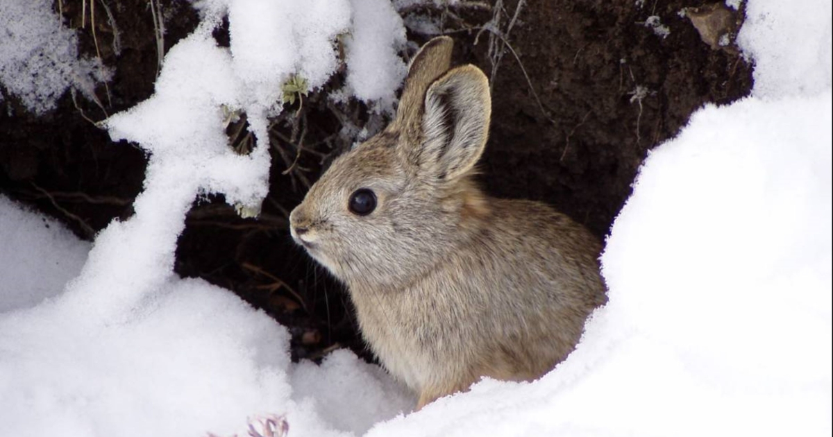how to draw a pygmy rabbit