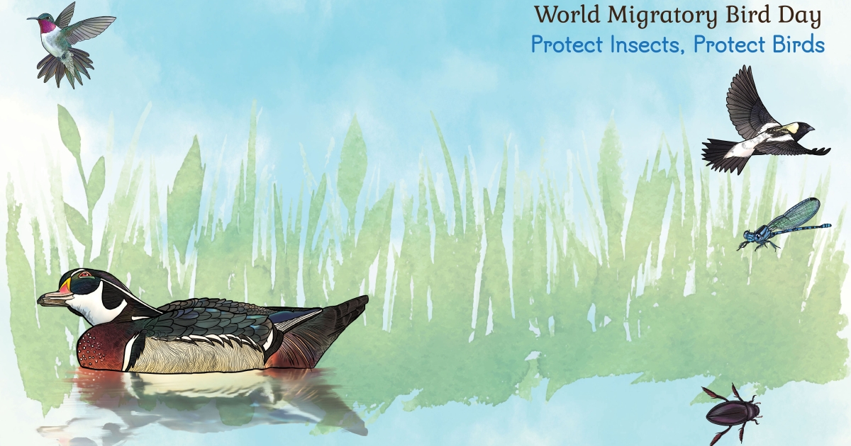 World Migratory Bird Day 2024 | U.S. Fish & Wildlife Service