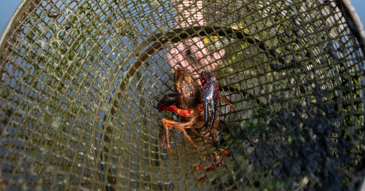 Research reveals hope for managing invasive red swamp crayfish | U.S ...