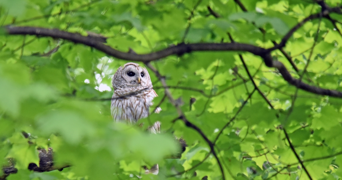 Barred Owls: ‘Tis the mating season | U.S. Fish & Wildlife Service