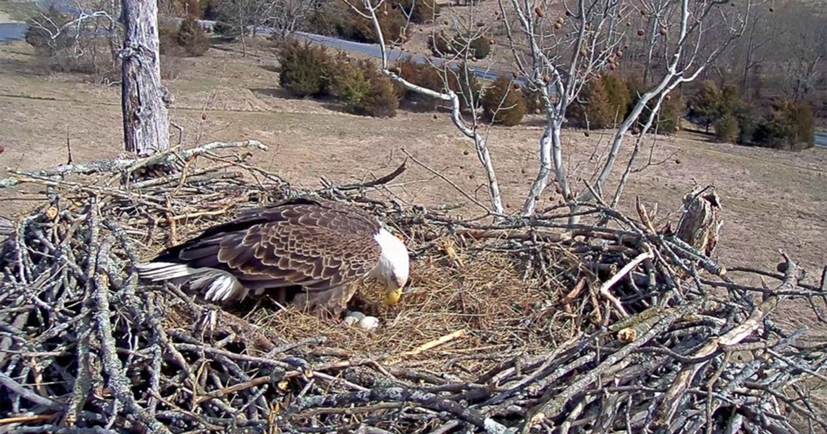 Three Eggs in the NCTC Nest! | U.S. Fish & Wildlife Service
