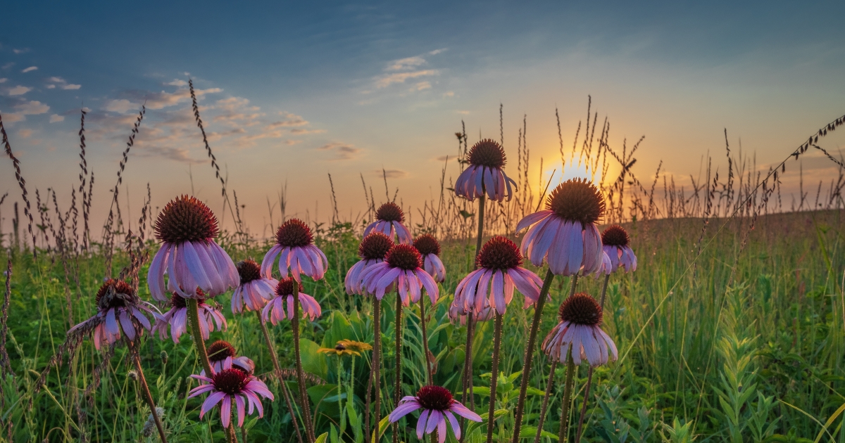 Restoring the prairies for wildlife and people | U.S. Fish & Wildlife ...