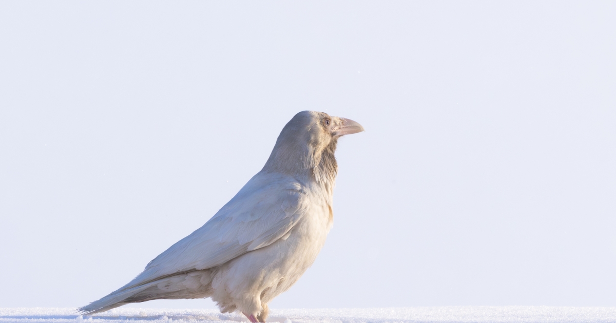 The White Raven: Corvus Considered | U.S. Fish & Wildlife Service