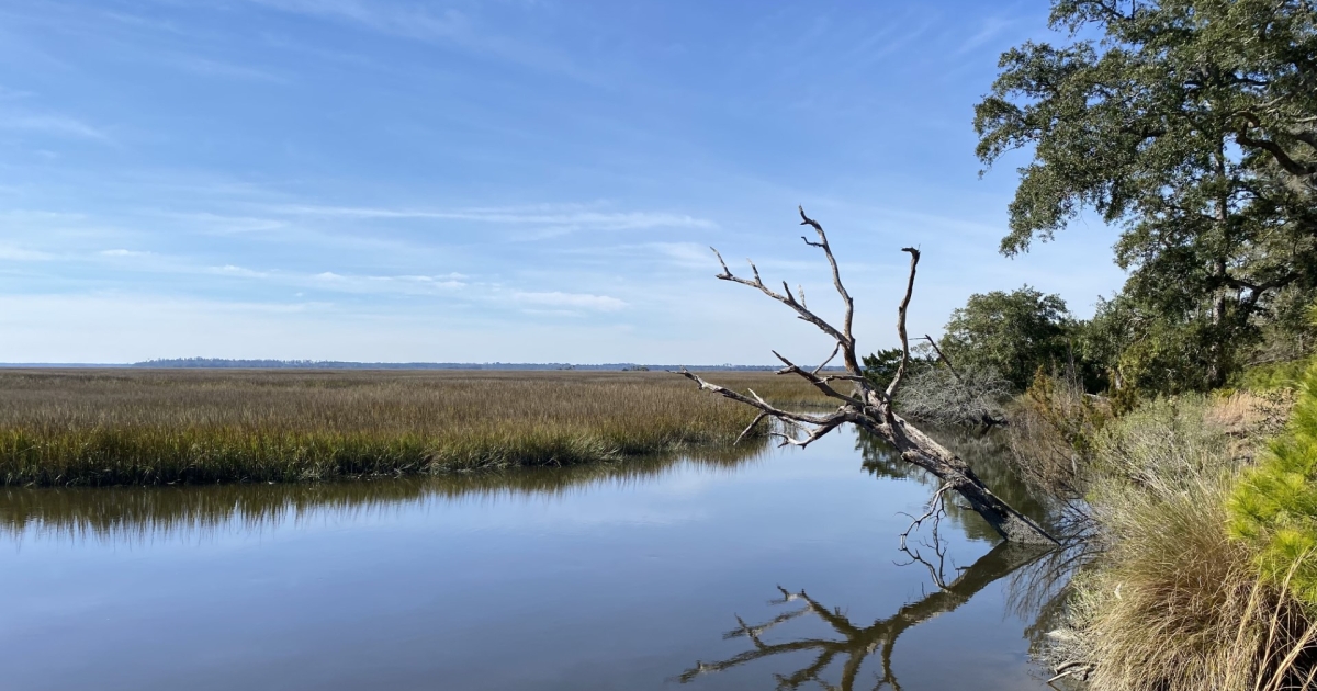 Saving the Salt Marsh | U.S. Fish & Wildlife Service