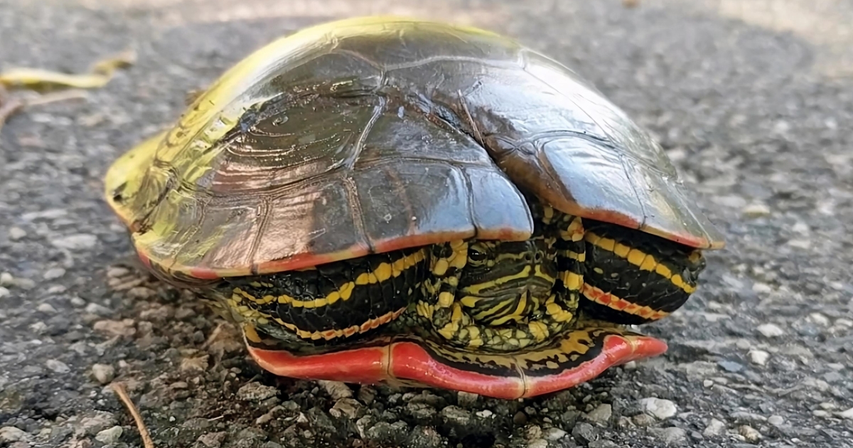 Wildlife Roadkill Observation & Monitoring | U.S. Fish & Wildlife Service