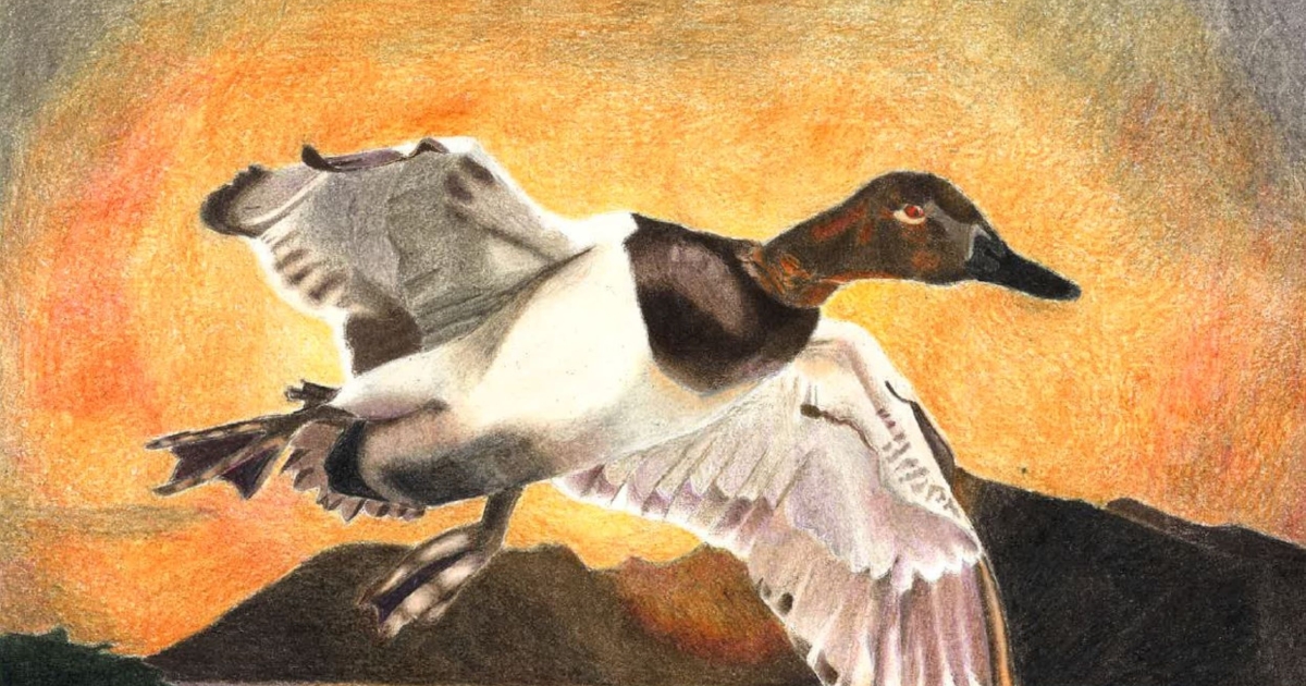 Arkansas Junior Duck Stamp Art Contest | U.S. Fish & Wildlife Service