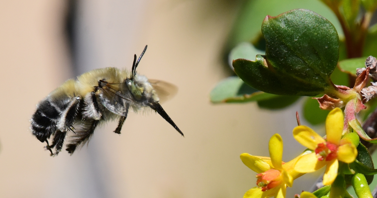Why do pollinators need early season plants? | U.S. Fish & Wildlife Service