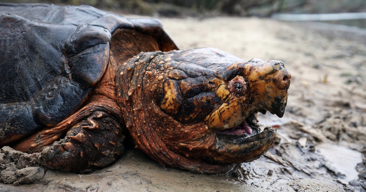 Suwannee Alligator Snapping Turtle | U.S. Fish & Wildlife Service