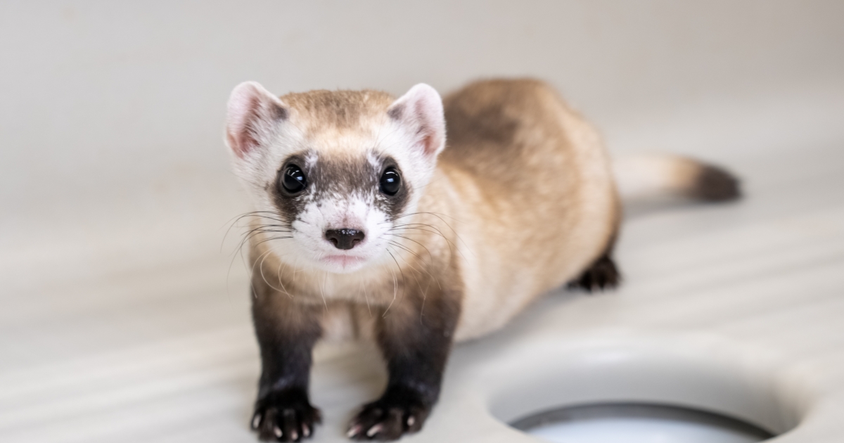 Innovative Cloning Advancements for Black-footed Ferret Conservation ...