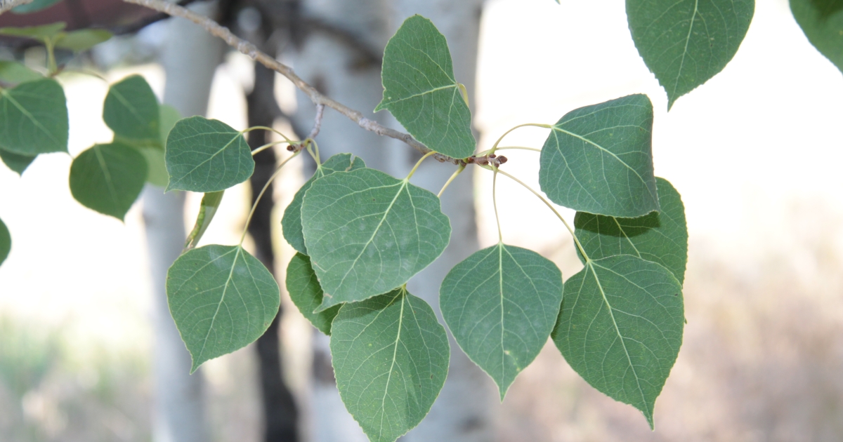 Know Your Trees - Aspen | U.S. Fish & Wildlife Service