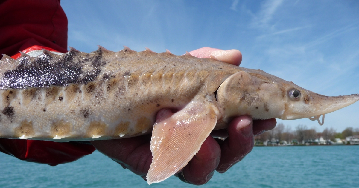 Restoring reverence along with the lake sturgeon | U.S. Fish & Wildlife ...