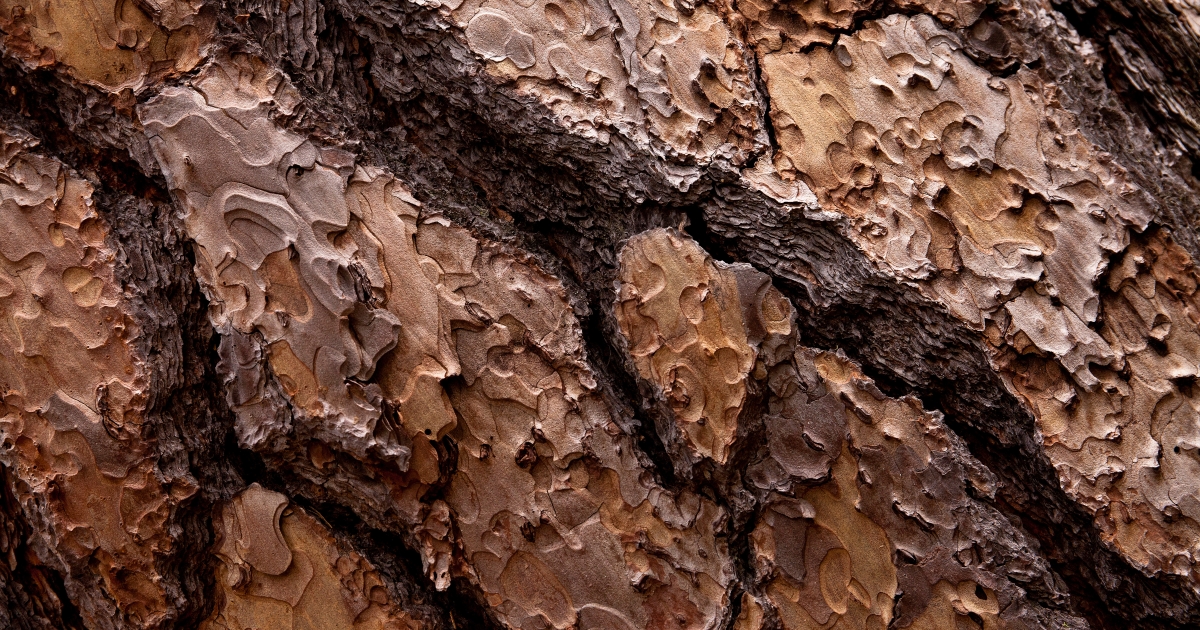 ponderosa pine bark description