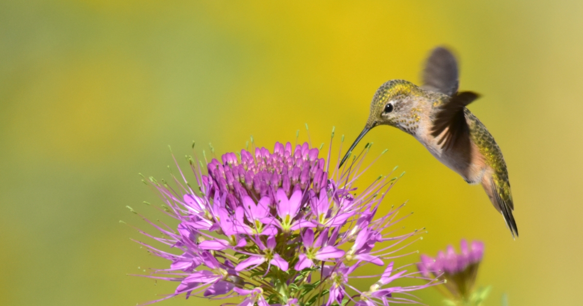 Bird Pollinators | U.S. Fish & Wildlife Service