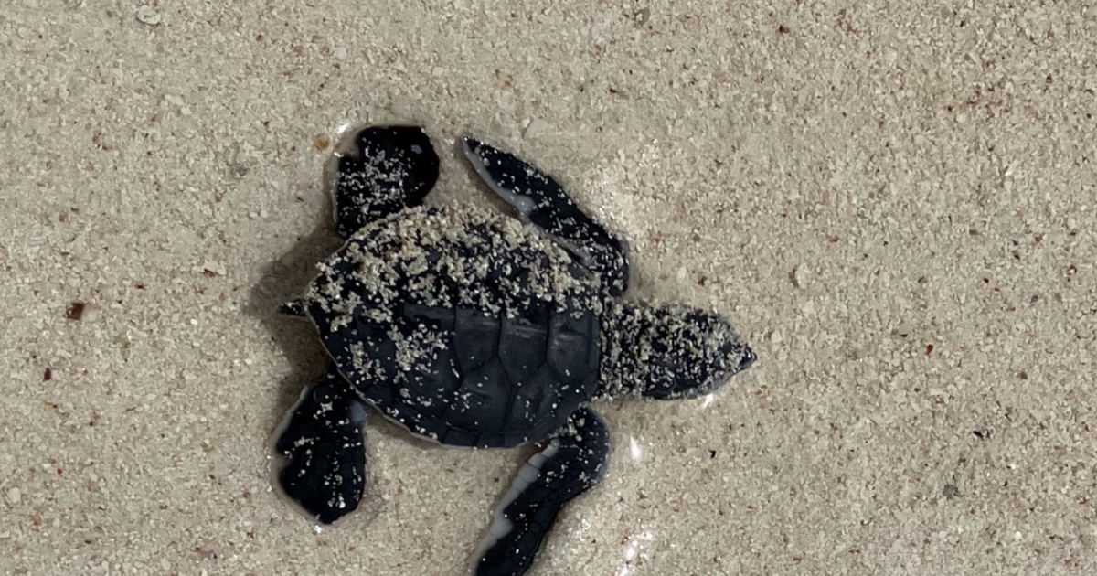 Guam National Wildlife Refuge | U.S. Fish & Wildlife Service