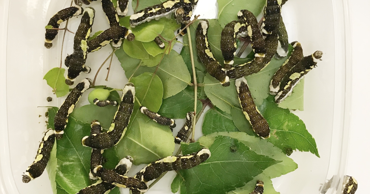 Schaus' Swallowtail Butterfly | U.S. Fish & Wildlife Service