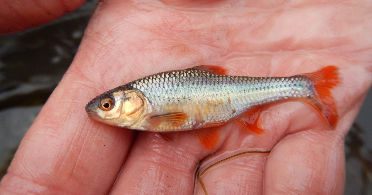 Topeka Shiner (Notropis topeka) | U.S. Fish & Wildlife Service