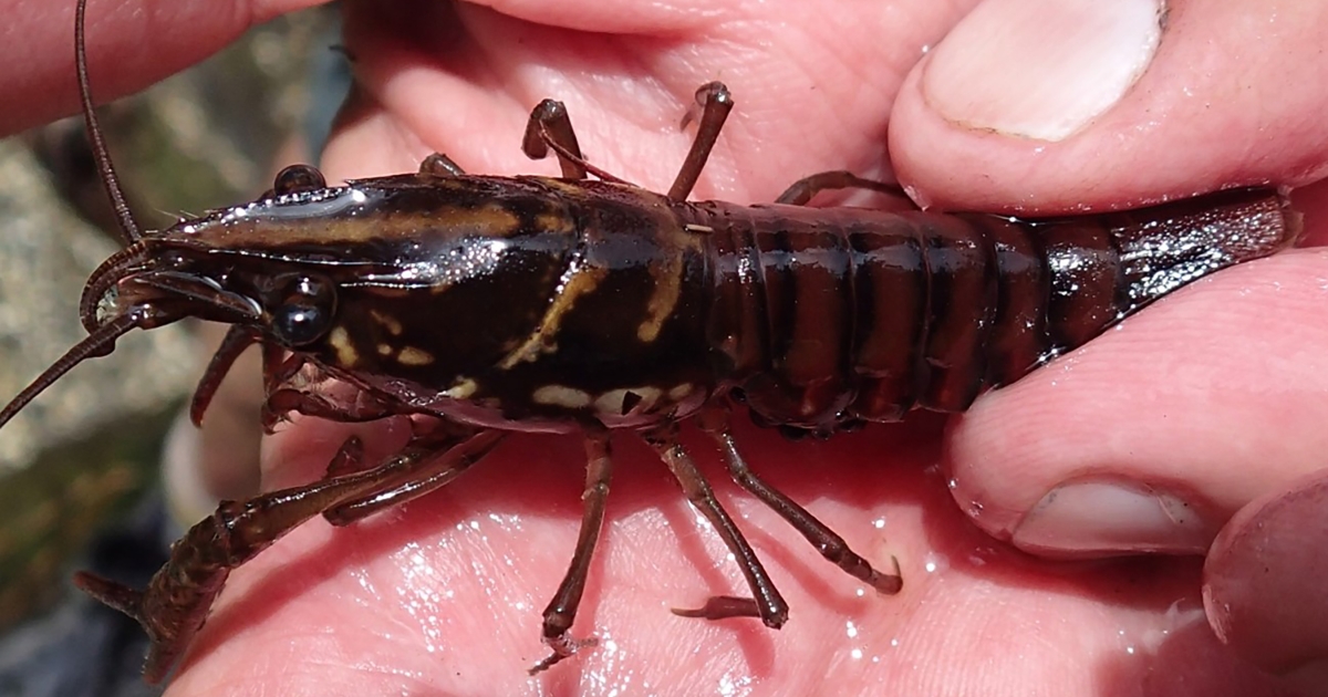 black king crayfish
