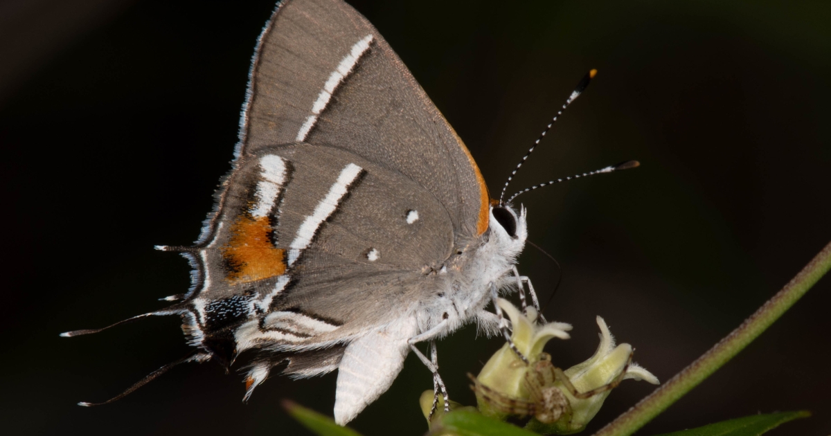 Bartram's Hairstreak Butterfly (Strymon acis bartrami) | U.S. Fish ...