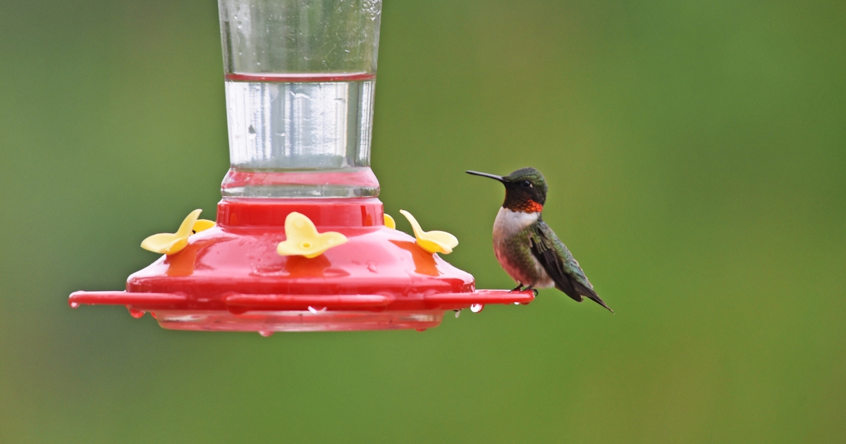 August 2024, Bird of the Month - Ruby-Throated Hummingbird | U.S. Fish ...
