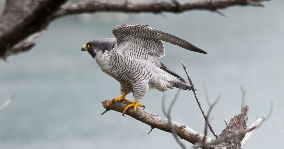 American Peregrine Falcon (Falco peregrinus anatum) | U.S. Fish ...