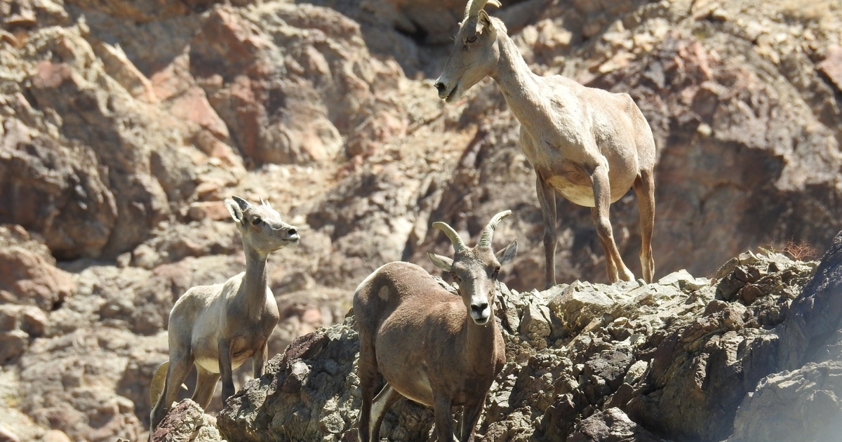 60 Years of Wilderness! | U.S. Fish & Wildlife Service