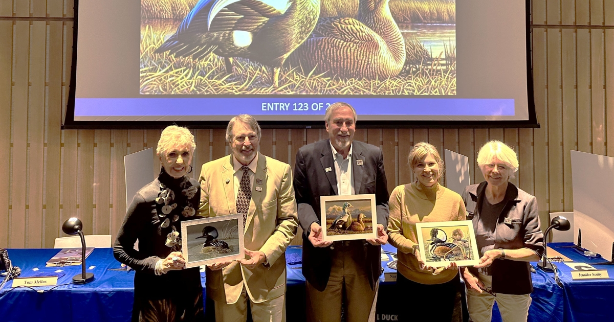 South Dakota Artist Adam Grimm Wins 2024 Federal Duck Stamp Art Contest ...