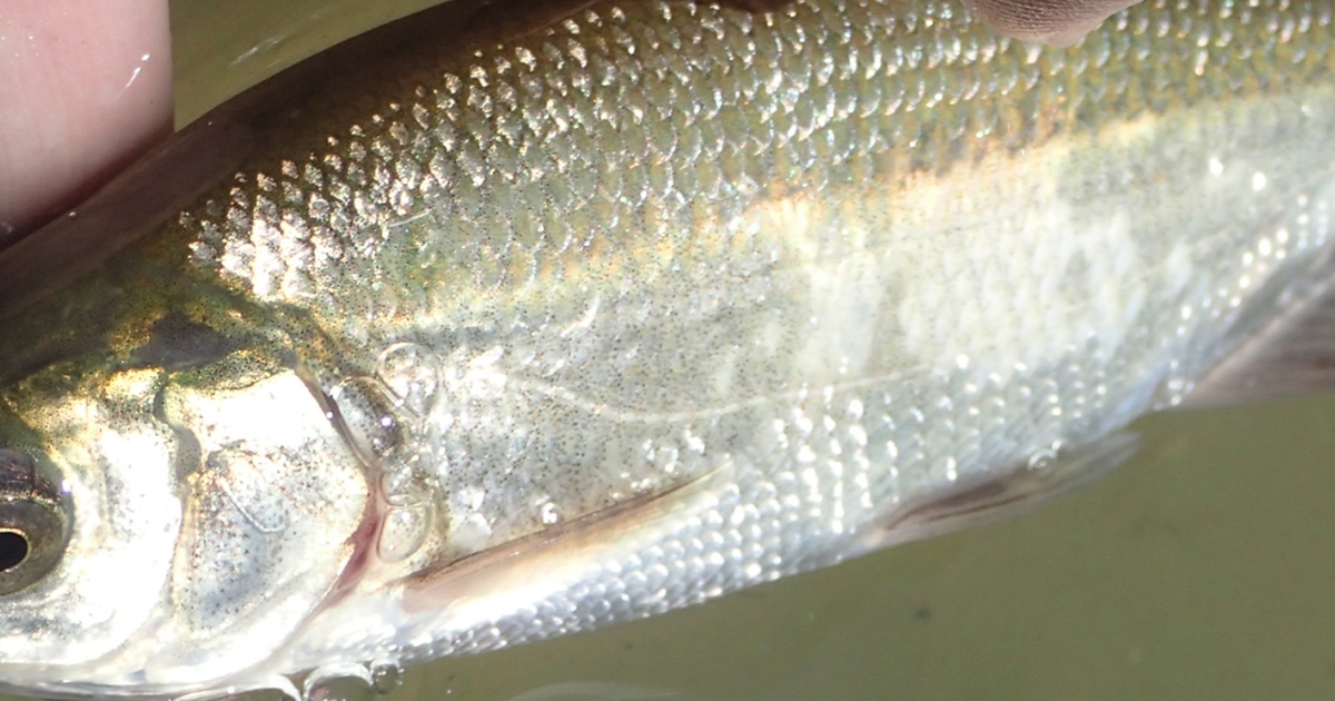 Healthy habitat for hitch | U.S. Fish & Wildlife Service