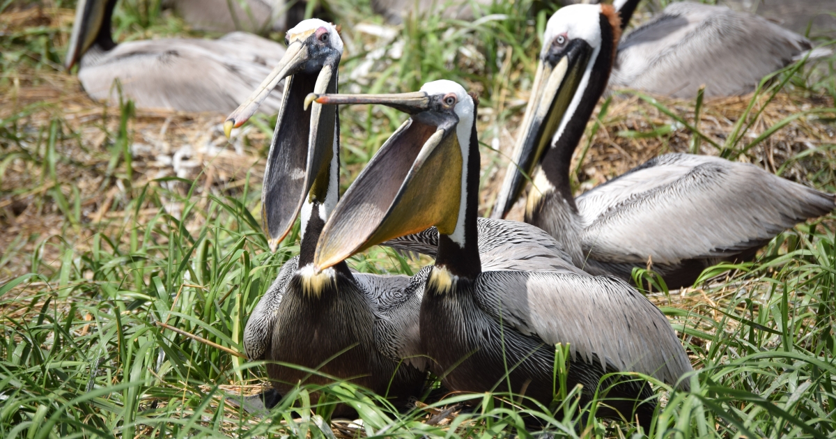 New Oyster Reef Boosts Resilience of Bird Nesting Island | U.S. Fish ...