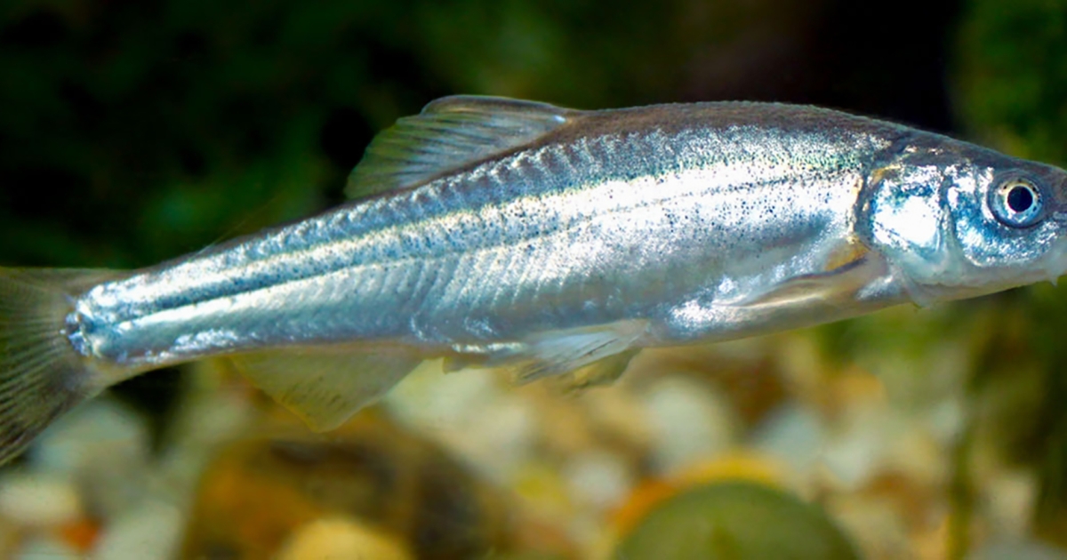 A Flight for Woundfin | U.S. Fish & Wildlife Service