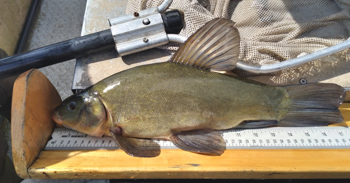 tench fish