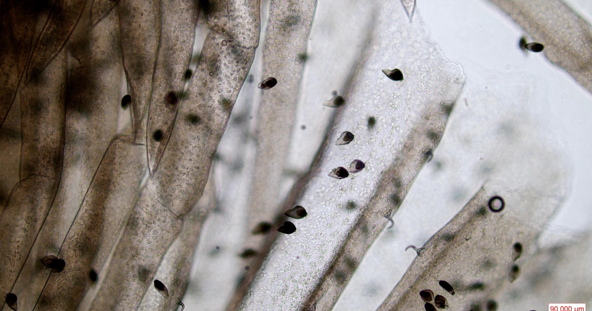 Strategic Conservation: Aquatic Invasive Species Response | U.S. Fish ...