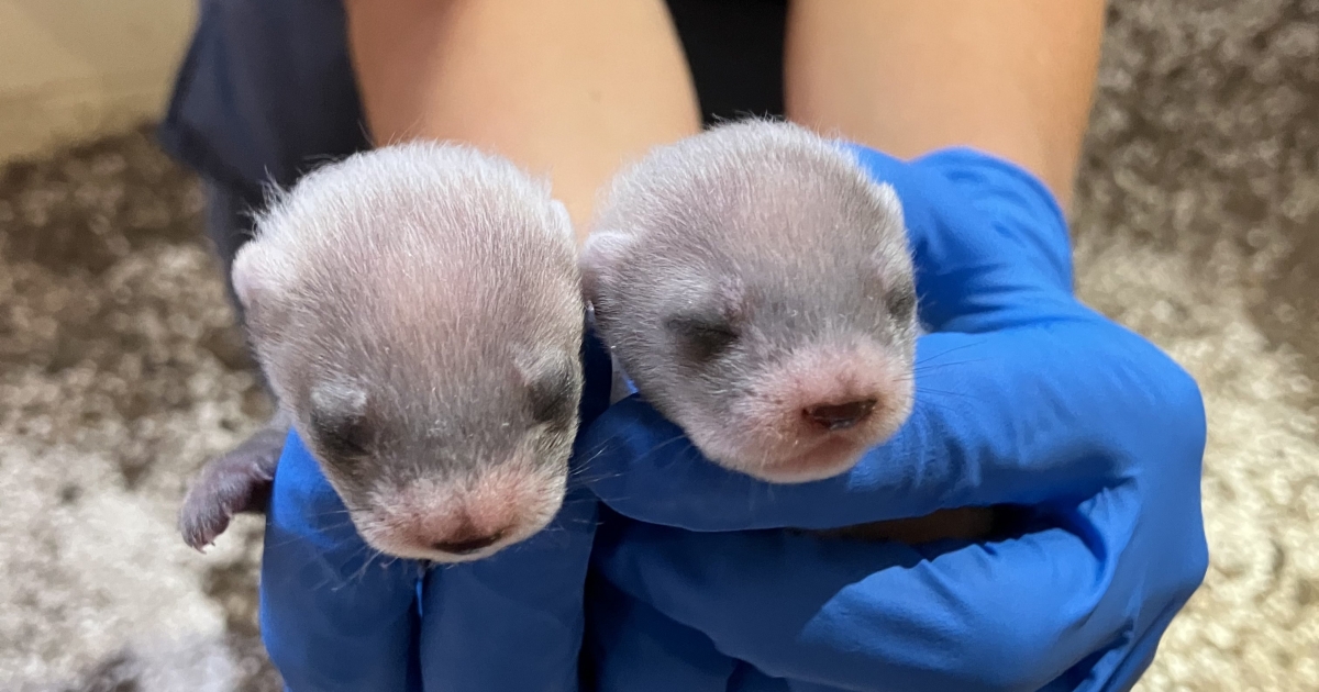 Advancements for Black-footed Ferret Conservation Continue with New ...