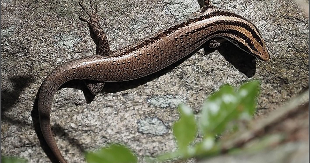 Servicio Federal Propone Listar y Hábitat Crítico para Cuatro Especies ...