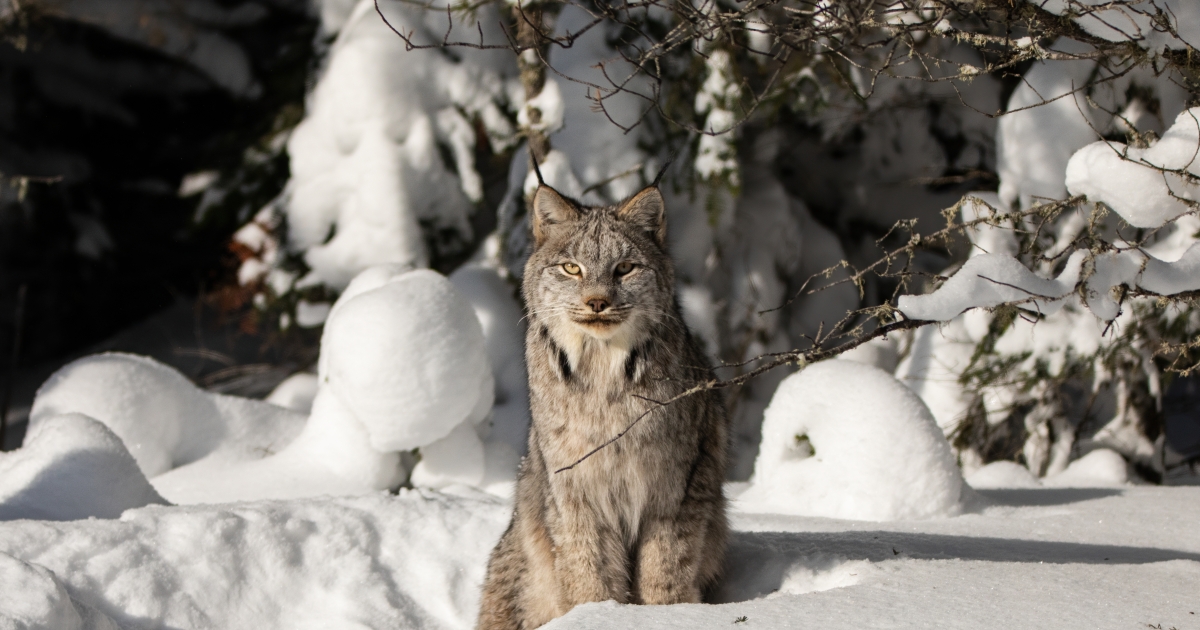USFWS Proposes Revised Critical Habitat for Canada Lynx & Announces ...