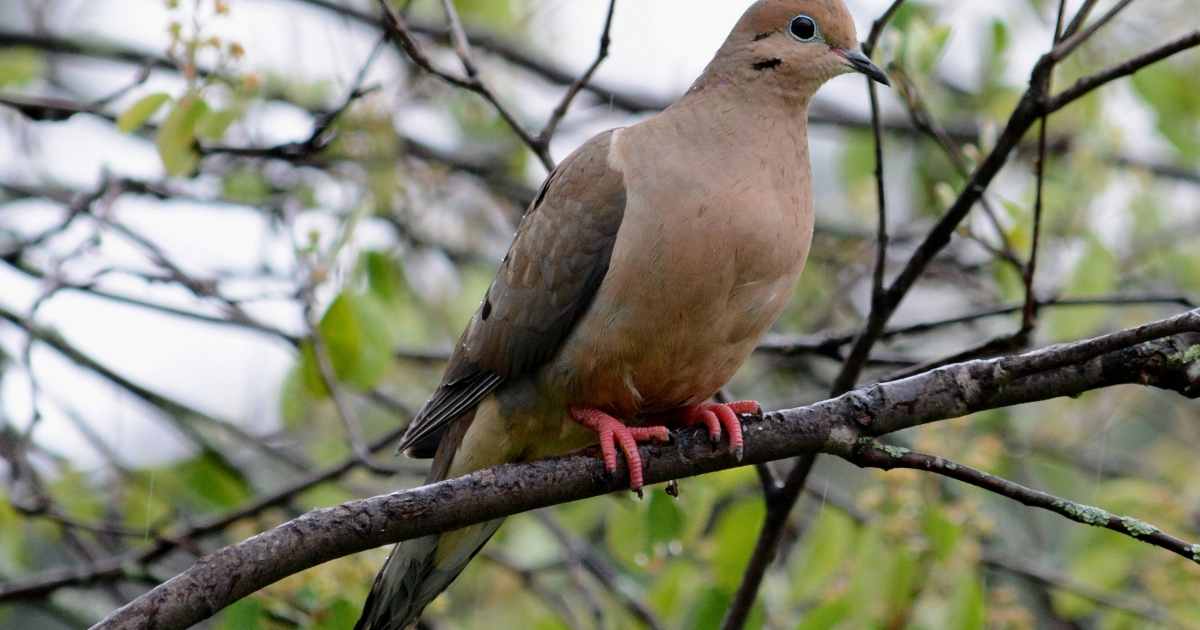 Autumn Rituals: Celebrating Dove Hunting Traditions | U.S. Fish ...