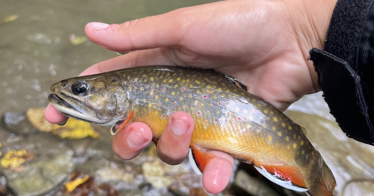 Hunt for Brook Trout | U.S. Fish & Wildlife Service