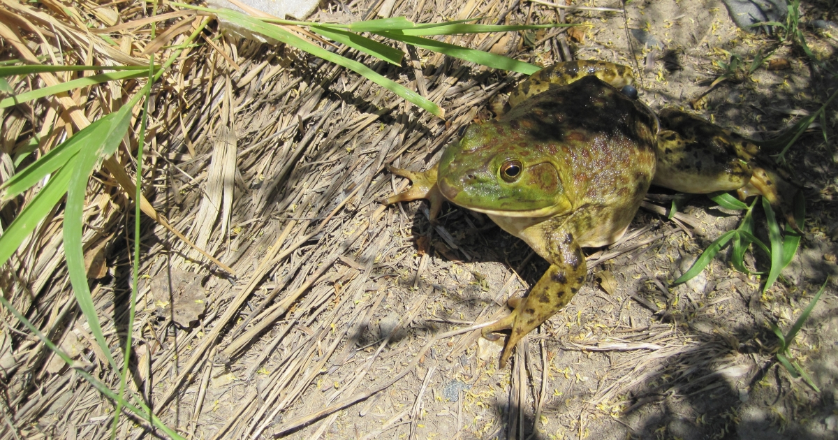bullfrog movement
