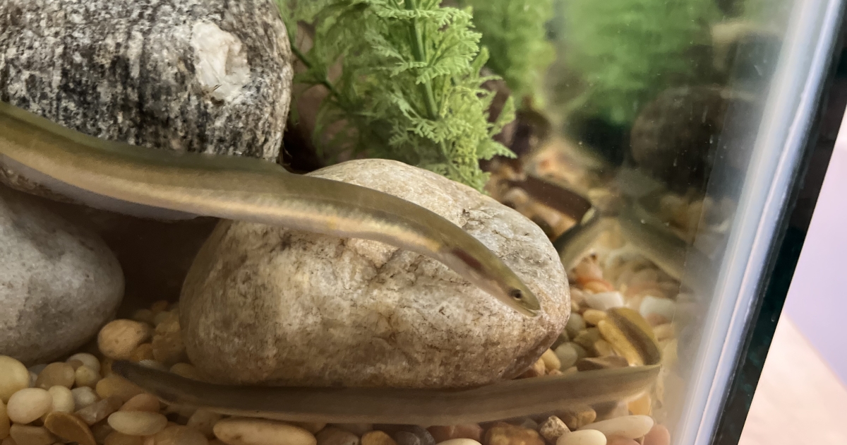 Eels in the classroom | U.S. Fish & Wildlife Service