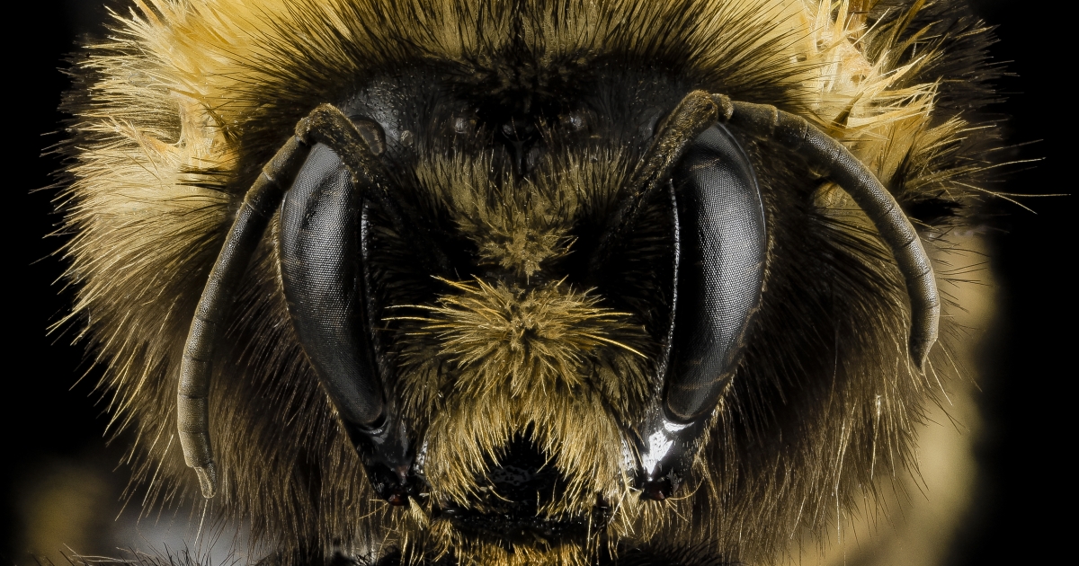 Western Bumble Bee (Bombus occidentalis) | U.S. Fish & Wildlife Service