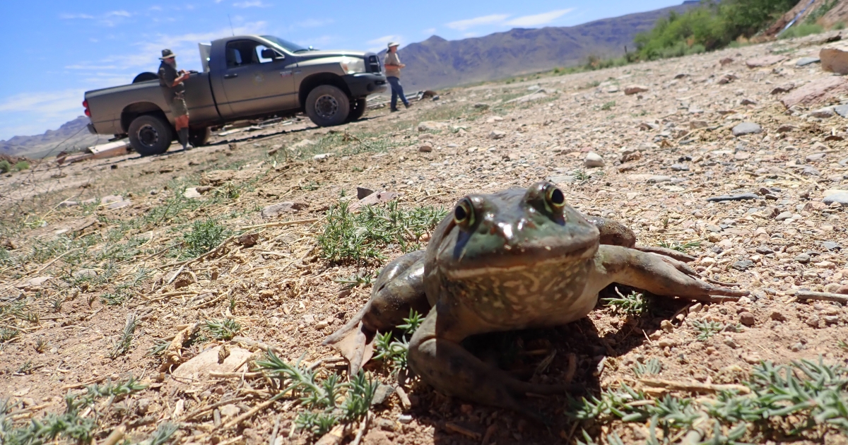 Landscape-Scale Eradication of Bullfrogs | U.S. Fish & Wildlife Service