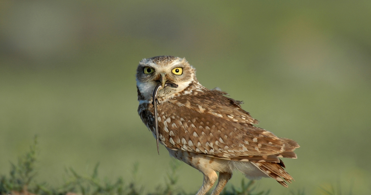 burrowing owl call