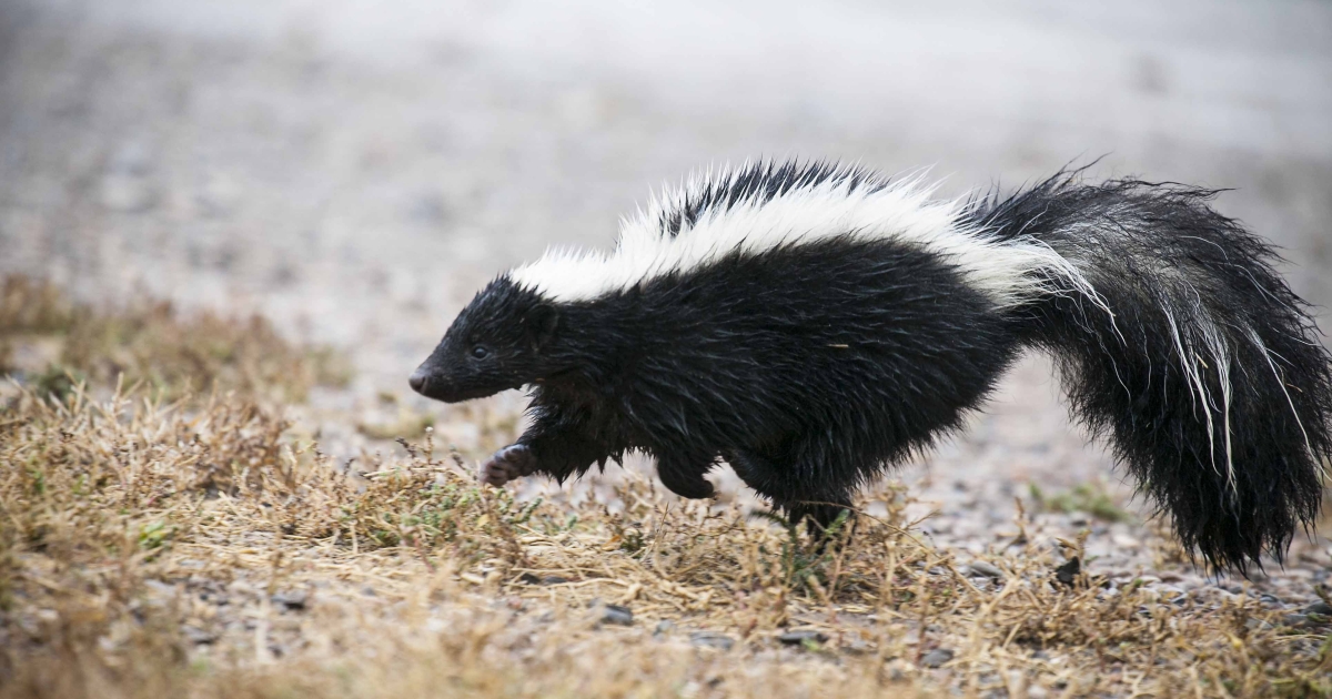 skunk behaviour