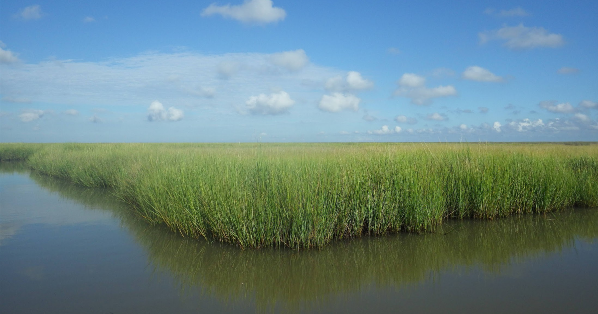 Sea Level Rise and Soil Carbon in Coastal Marshes | U.S. Fish ...